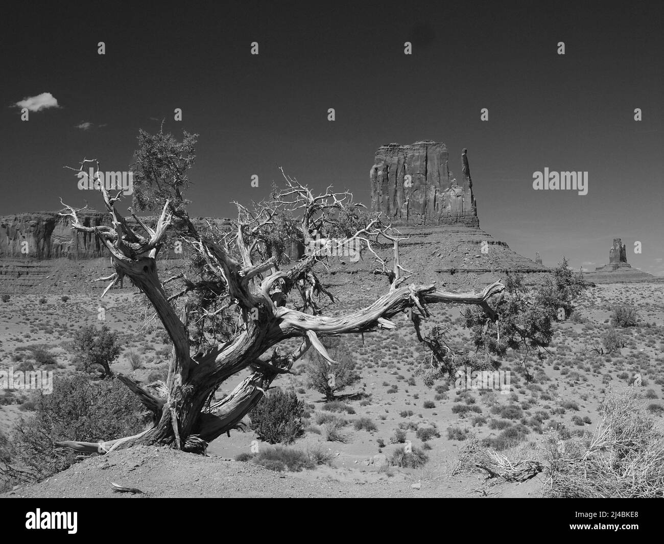 Black and white image of a dead tree in Monumnet Valley, Arizona. In ...