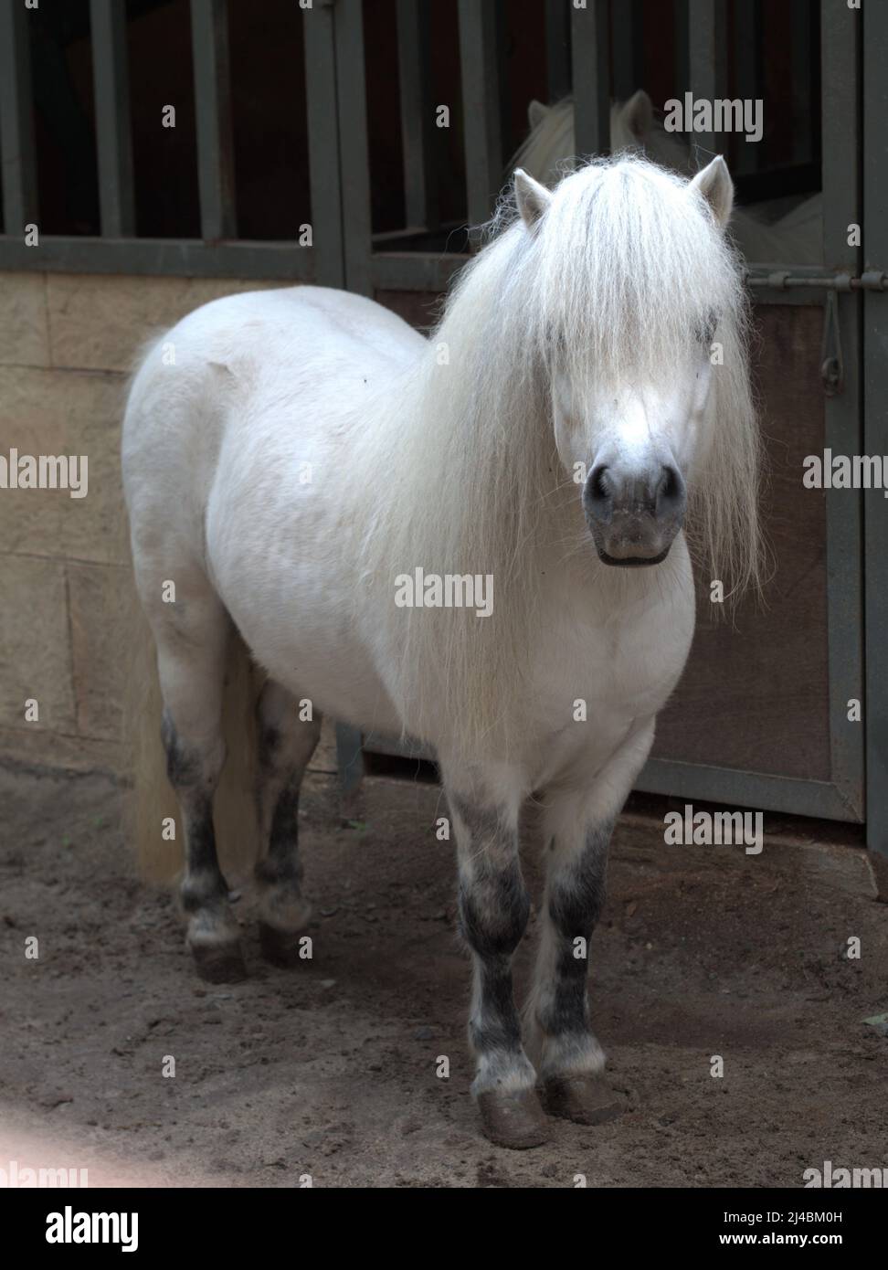 Beautiful White Pony Horse Close Up With Close Up Photo at Zoo Stock ...