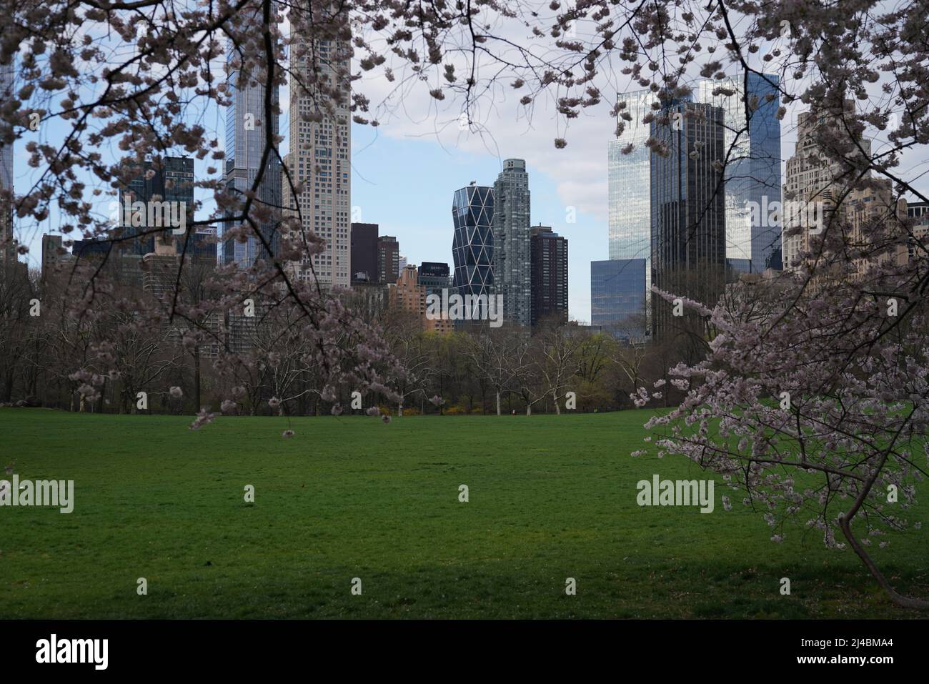 Spring morning in Central Park, New York. Cherry trees are blossoming ...