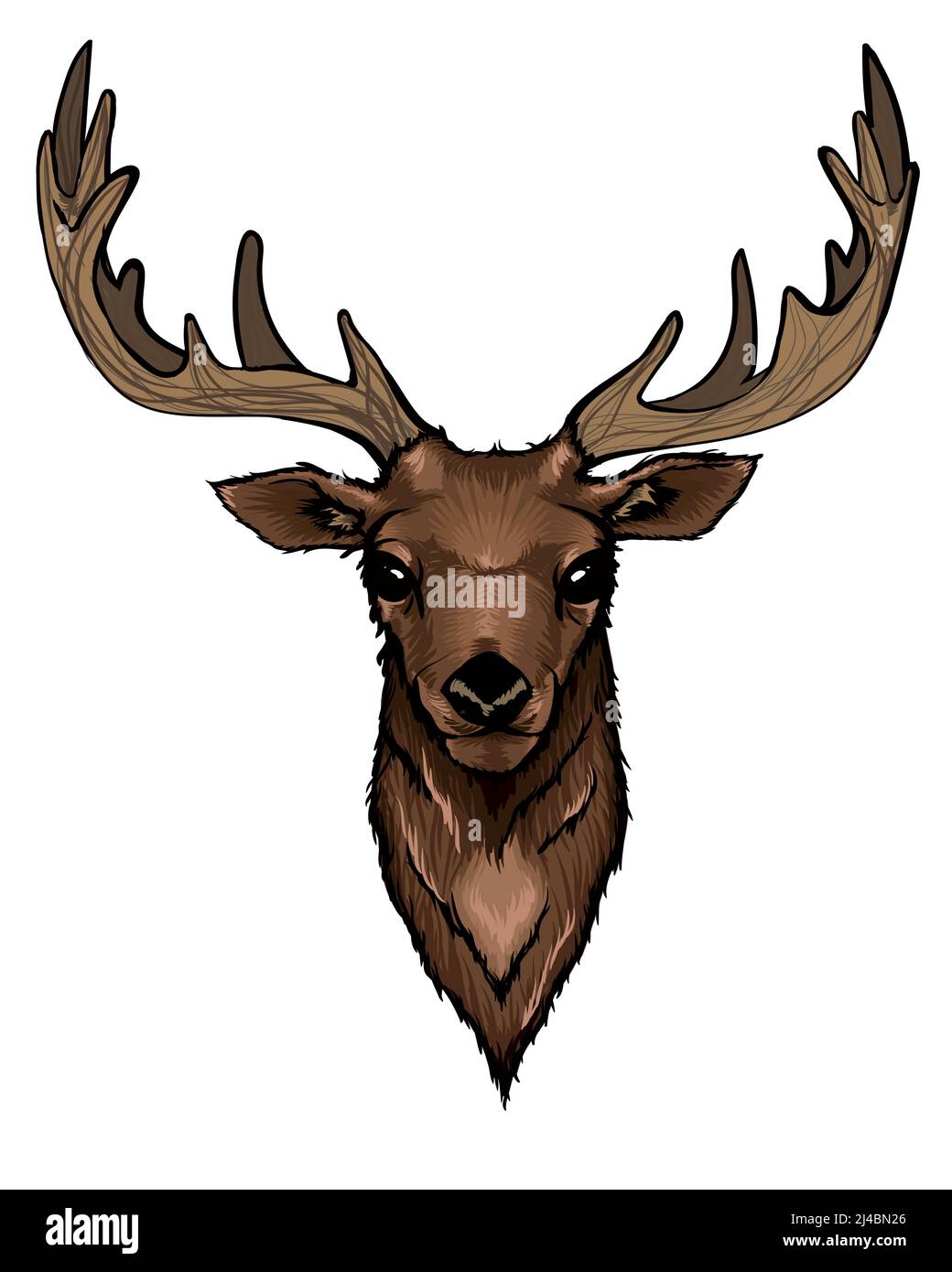 Wild deer head portrait with elegant horns in brown colors on white ...