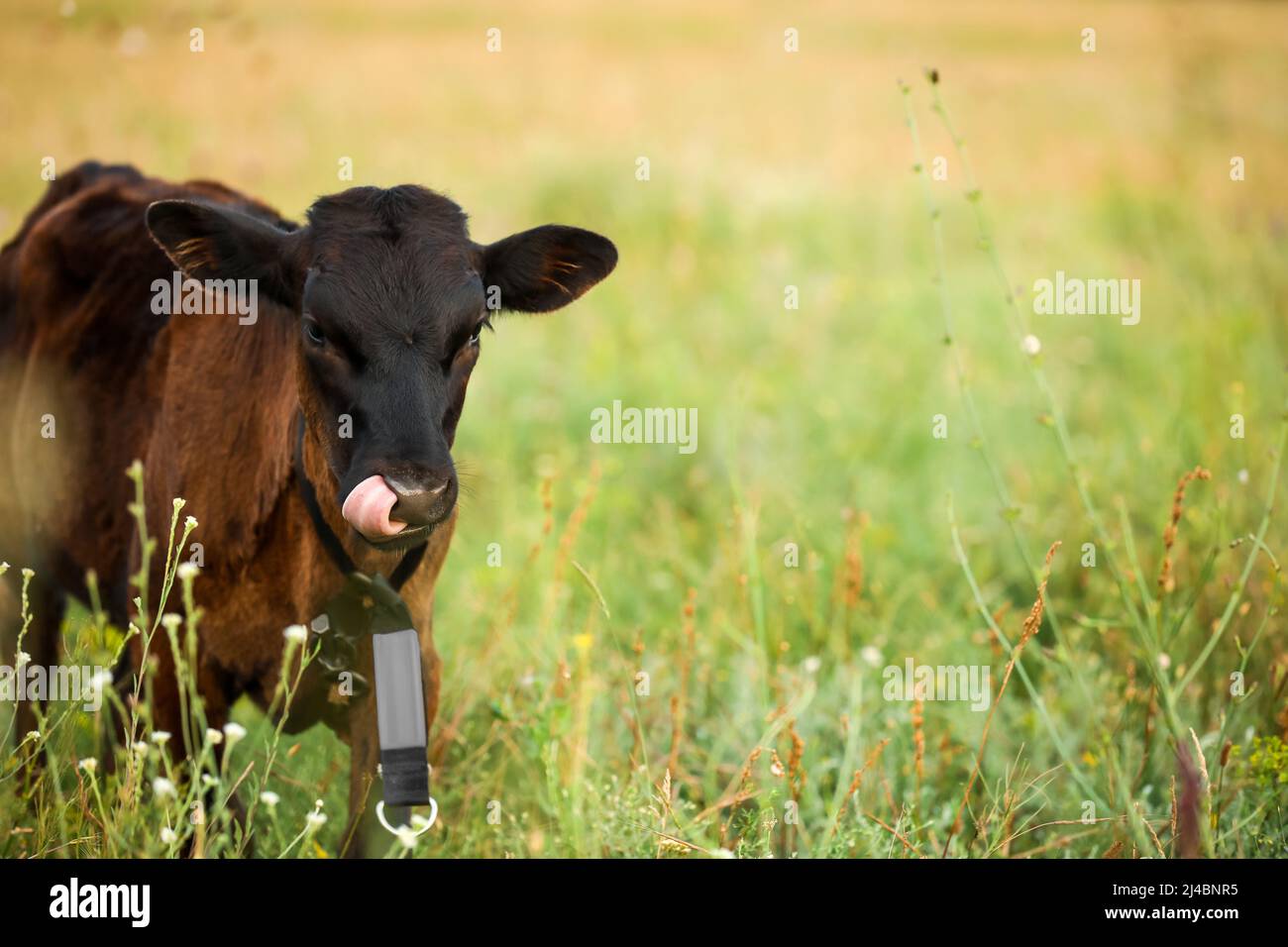 Cute little cow hi-res stock photography and images - Alamy