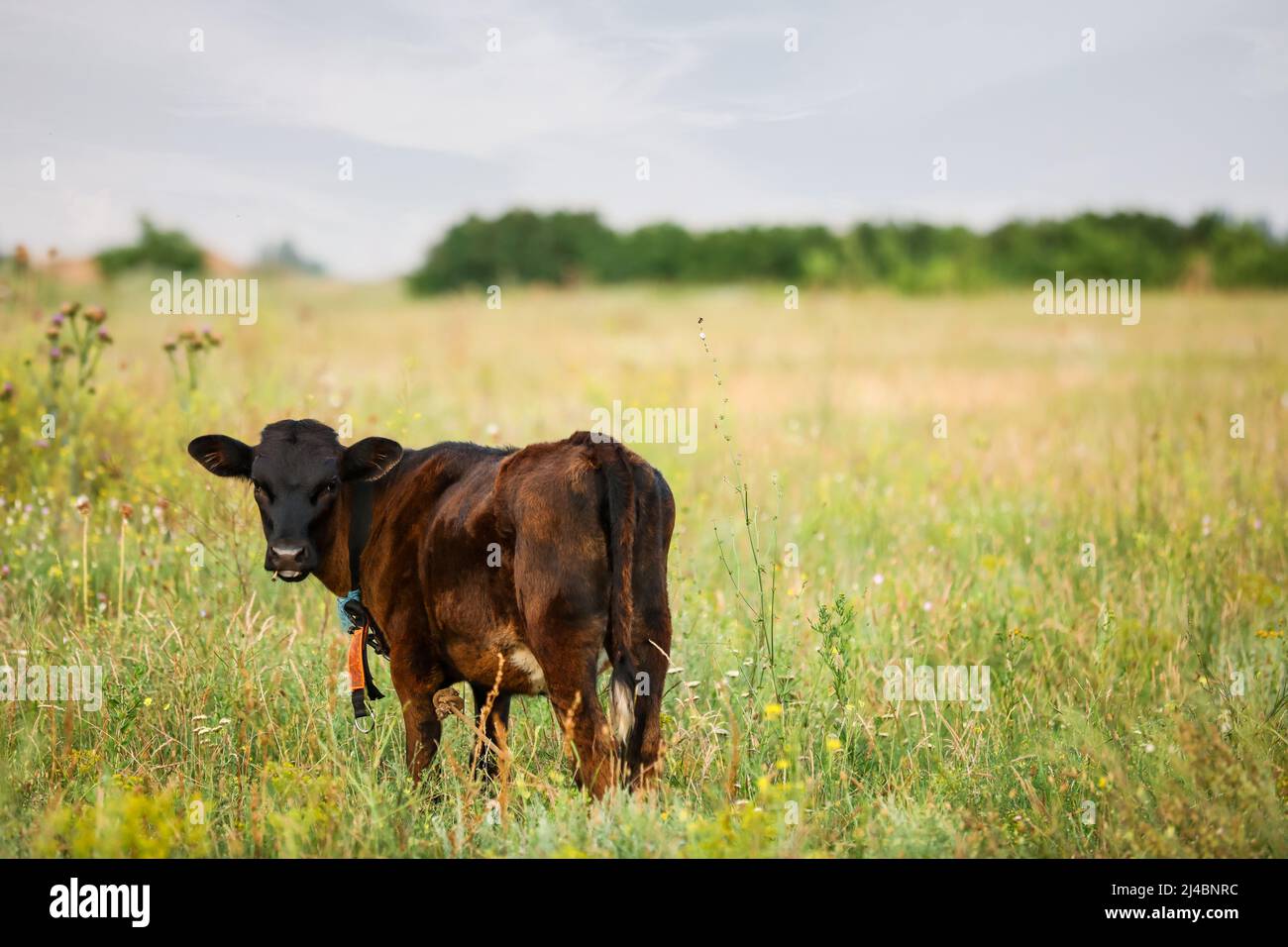 Cute little cow hi-res stock photography and images - Alamy