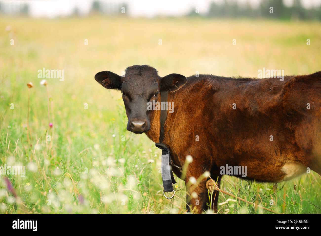 Cute little cow hi-res stock photography and images - Alamy