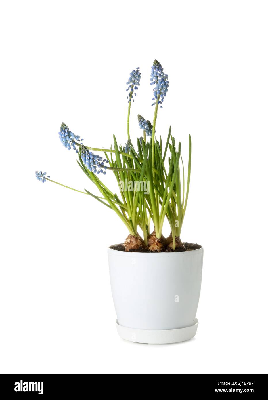 Pot with blooming grape hyacinth plant (Muscari) isolated on white ...
