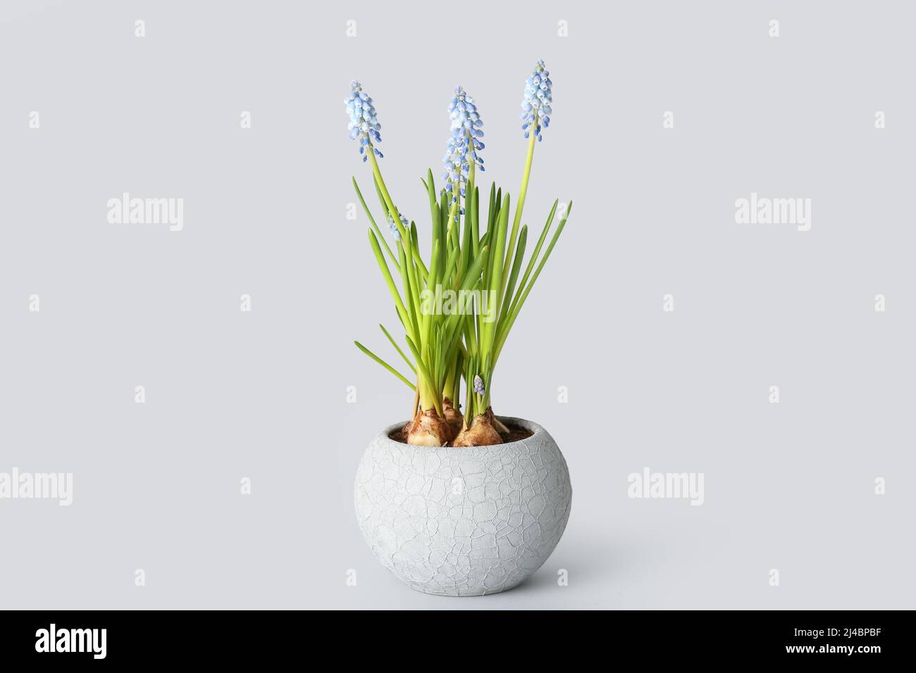 Pot with blooming grape hyacinth plant (Muscari) on light background ...