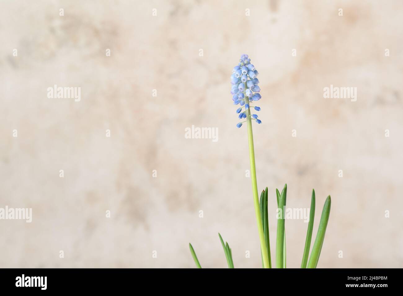 Blooming grape hyacinth (Muscari) on light background Stock Photo - Alamy