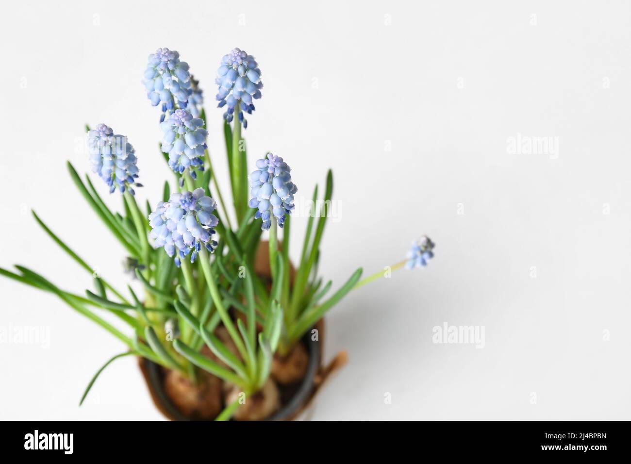 Pot with blooming grape hyacinth (Muscari) on light background Stock ...