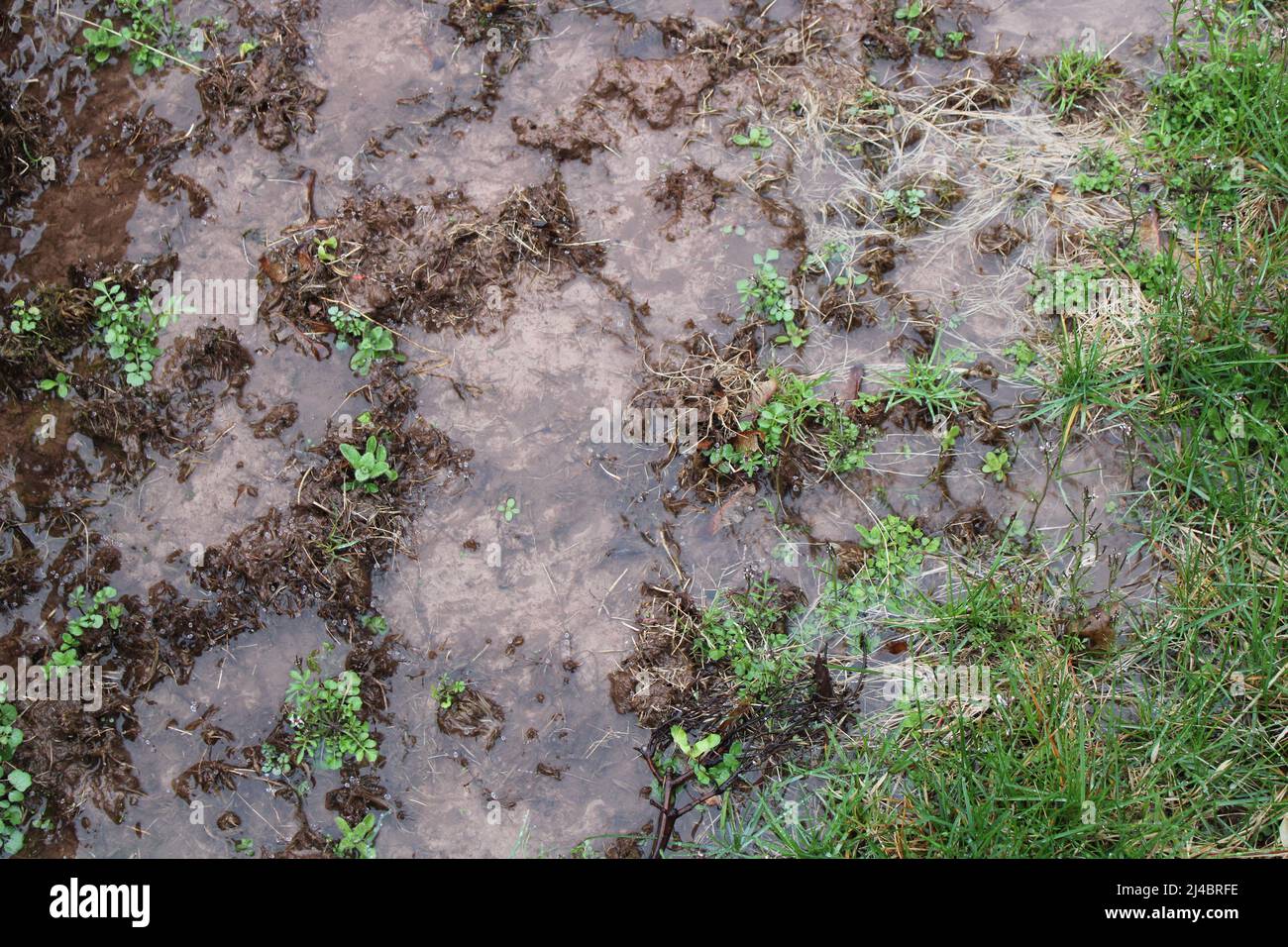 High ground water table hi-res stock photography and images - Alamy
