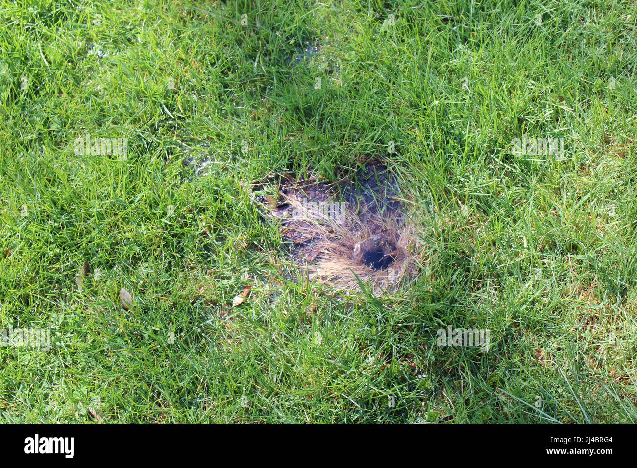 Water Flowing From Small Hole in a Lawn Stock Photo - Alamy
