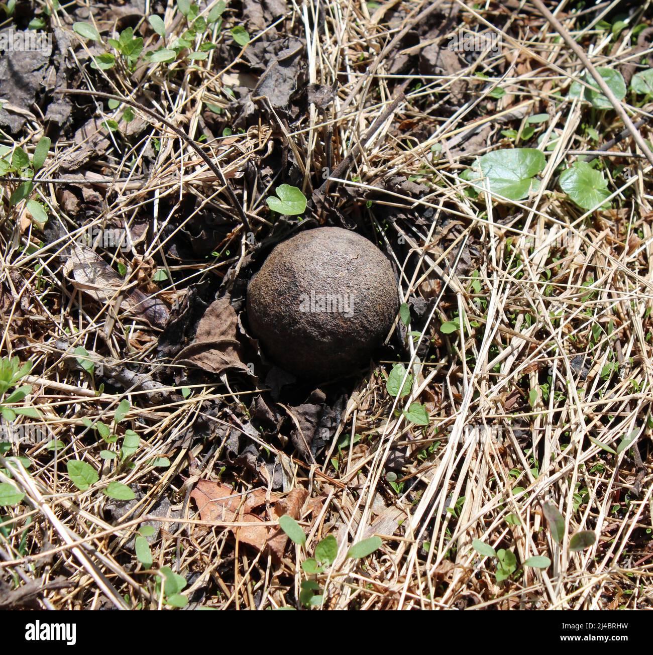 Rotten walnut hi-res stock photography and images - Alamy