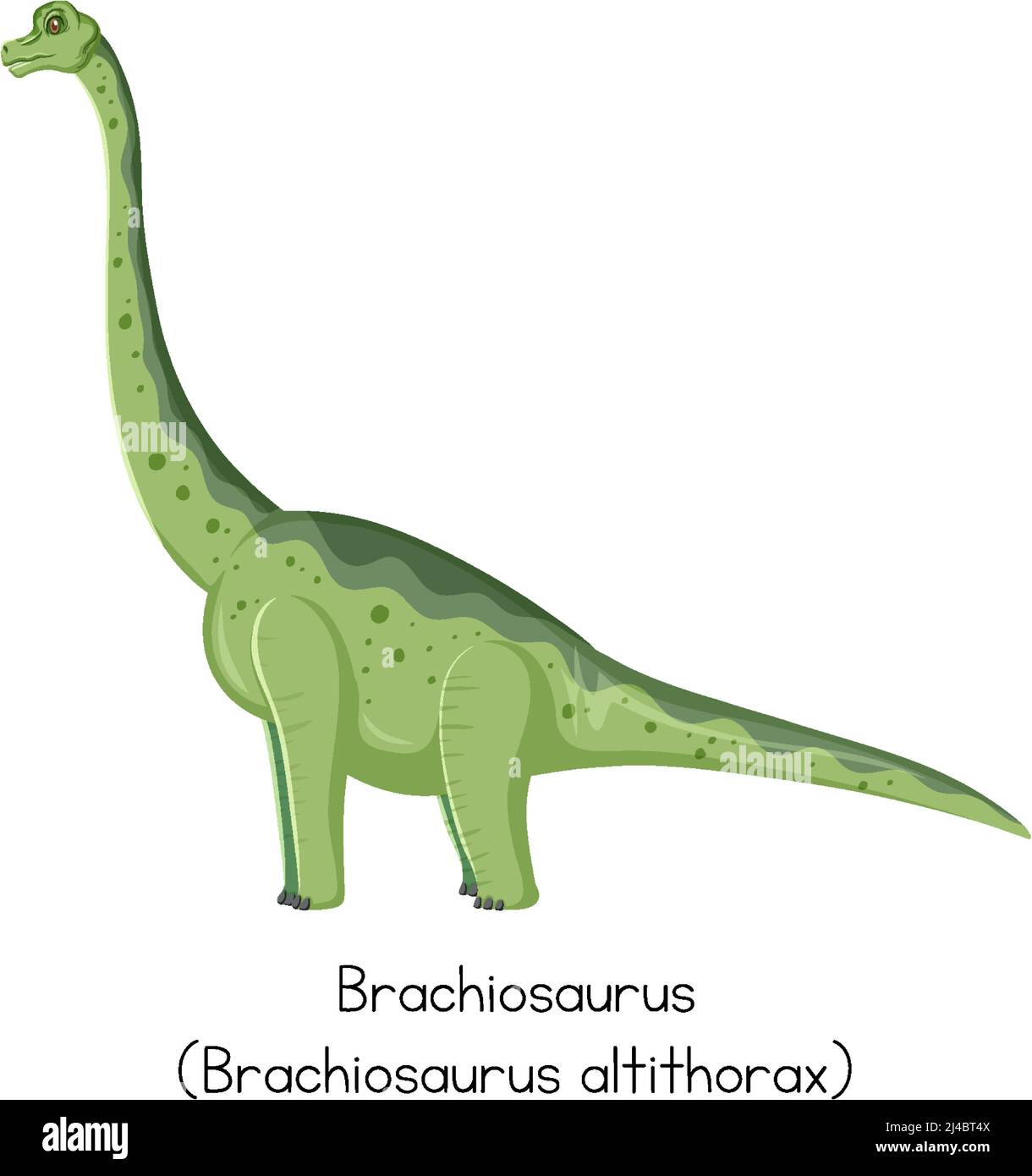 Brachiosaurus in green color illustration Stock Vector Image & Art - Alamy