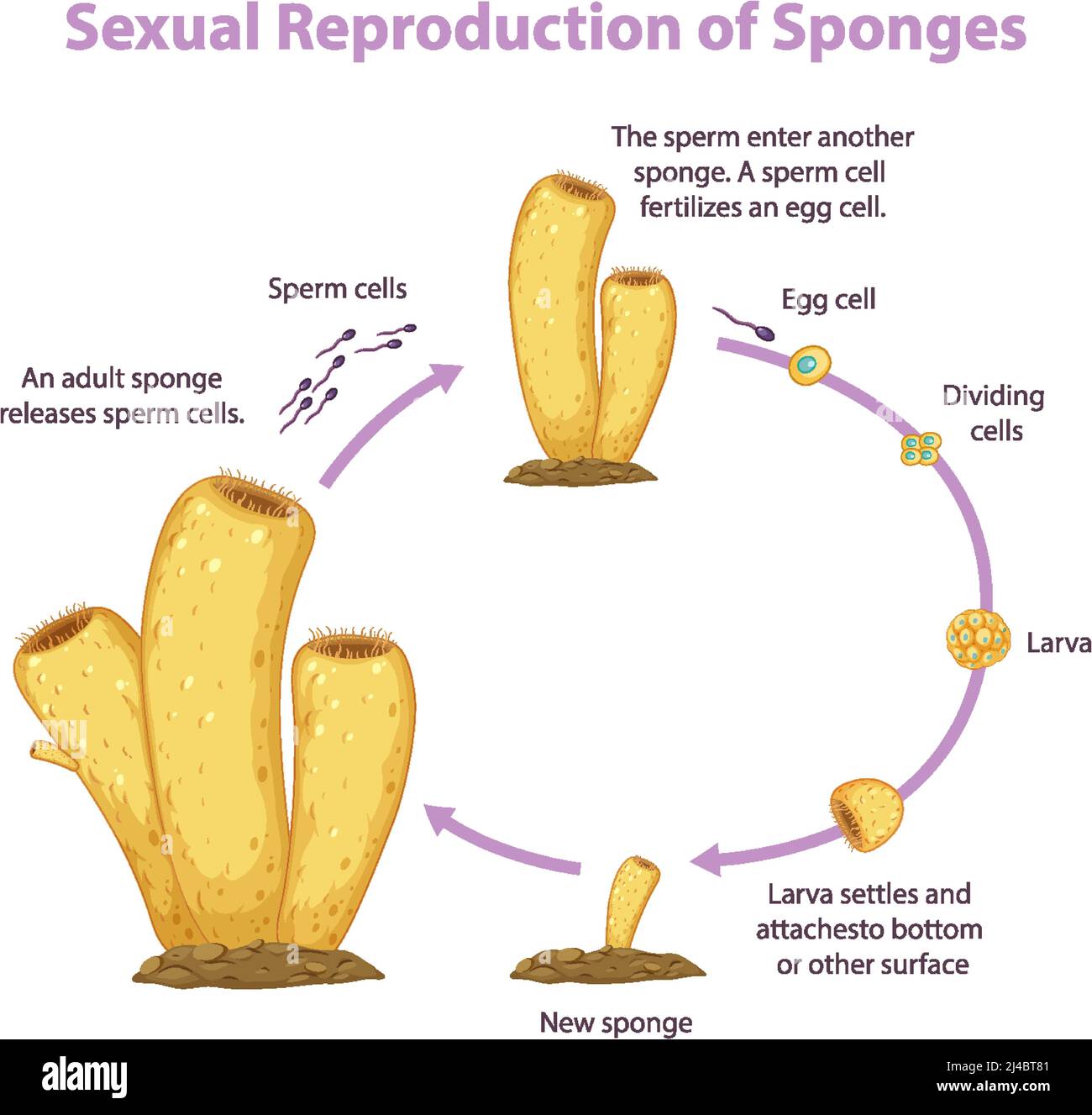 Diagram showing reproduction in sponges illustration Stock Vector Image ...