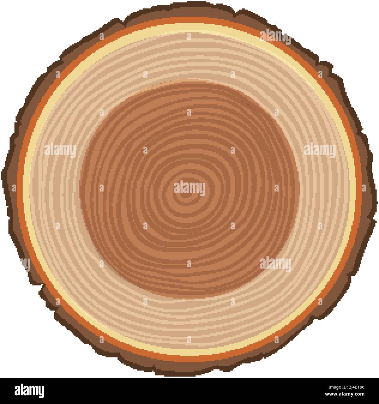 Anatomy of tree trunk illustration Stock Vector Image & Art - Alamy