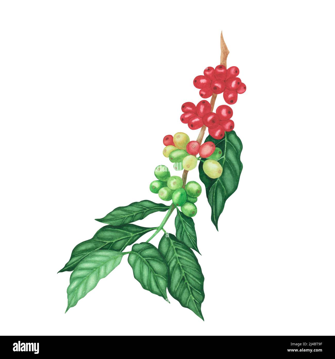 Red and green coffee arabica beans on branch isolated on white ...