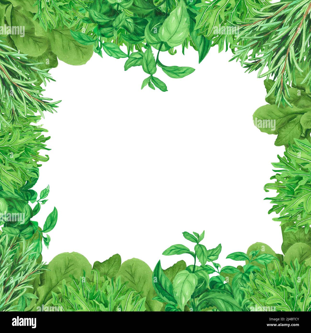 Square banner with kitchen herbs basil, rosemary, coriander, watercress ...