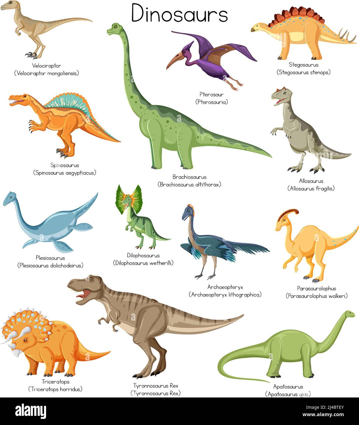 Different types of dinosaurs with names illustration Stock Vector Image ...