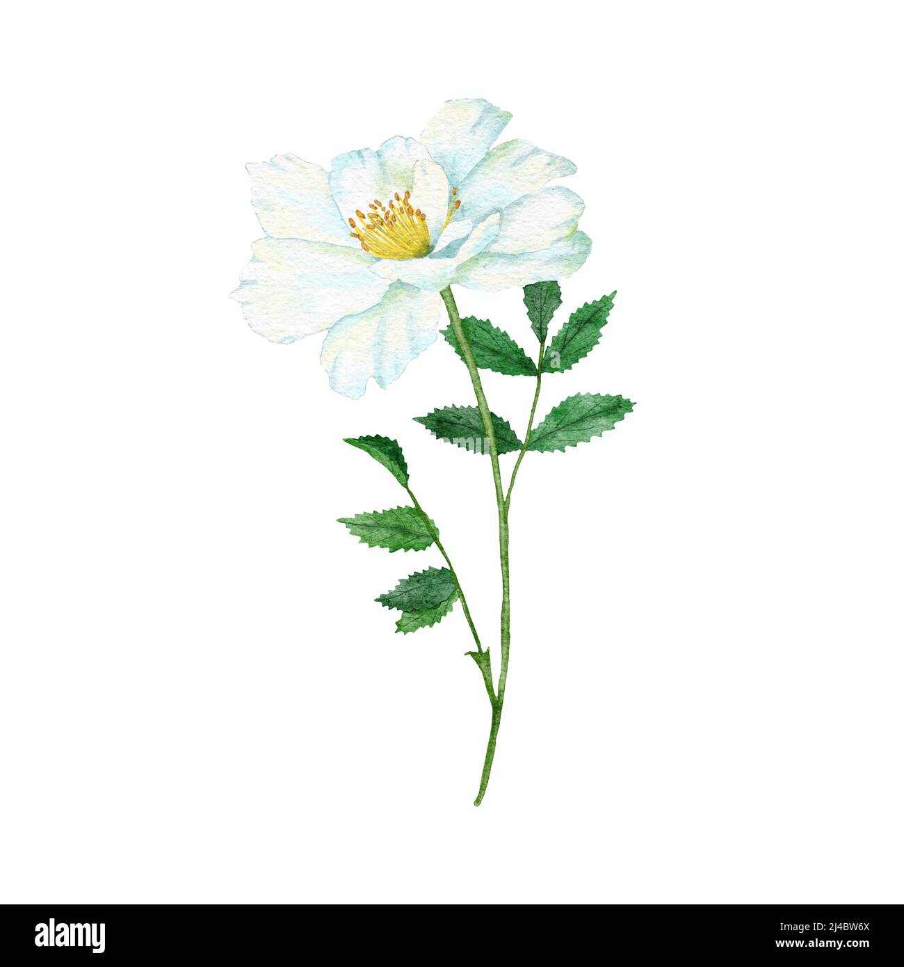 Watercolor hand drawn illustration of white wild rose with green leaf ...
