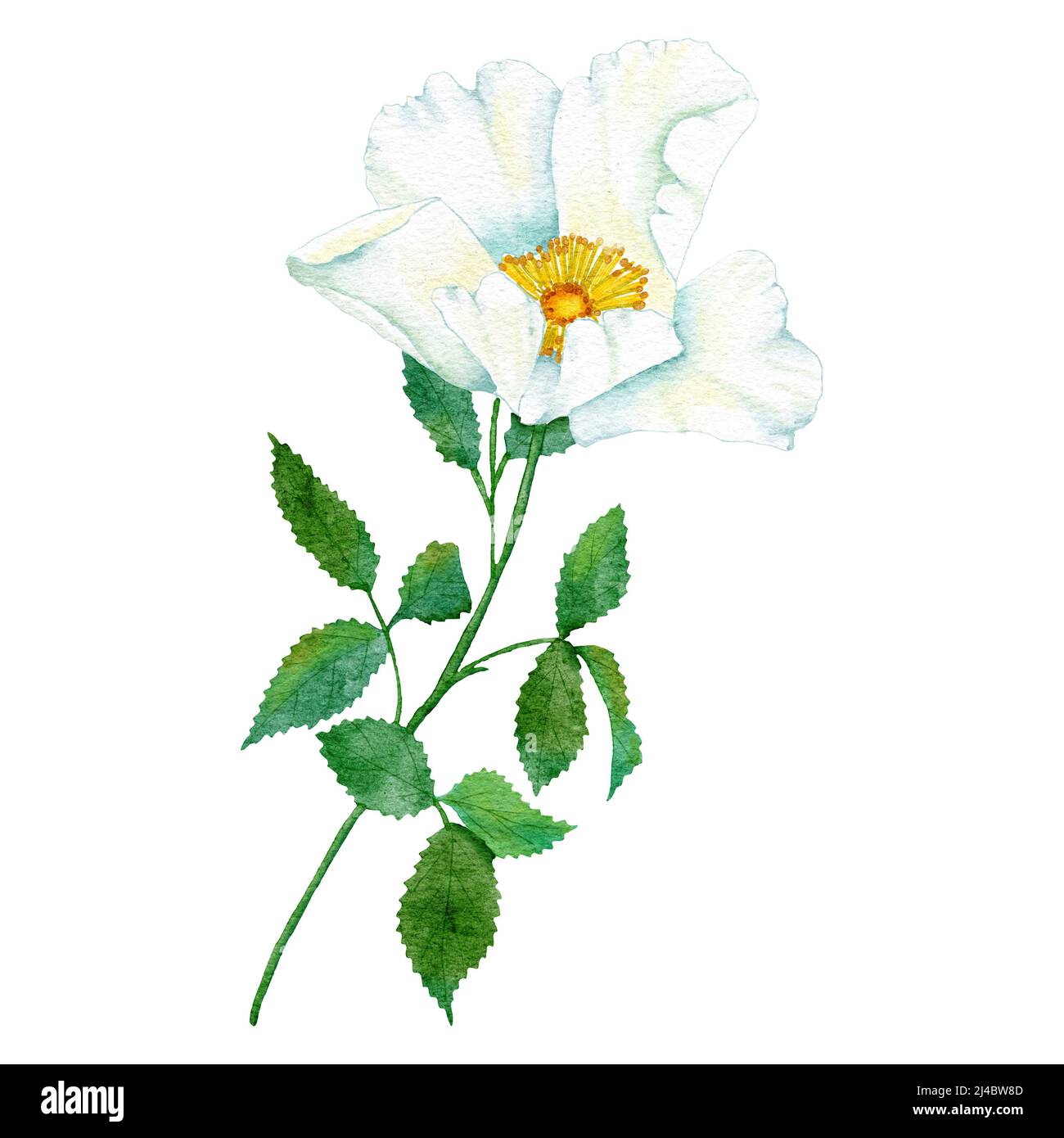 Watercolor hand drawn illustration of white wild rose with green leaf ...