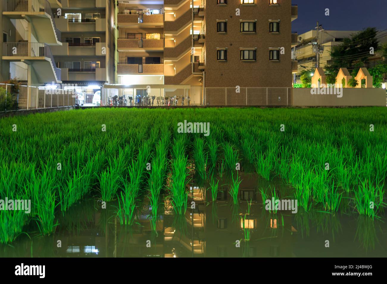 Planted rice field hi-res stock photography and images - Alamy