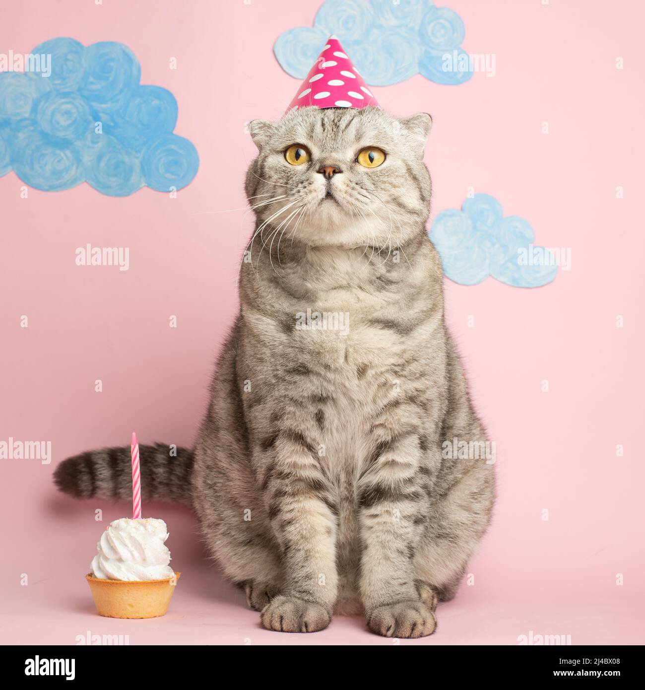Congratulations on your birthday, a cat in a festive cap with cake.Pink ...