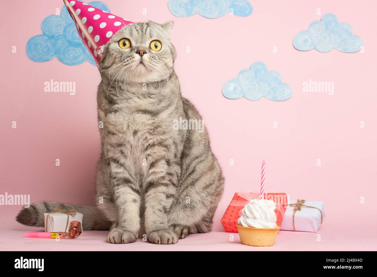 Congratulations on your birthday, a cat in a festive cap with cake.Pink ...