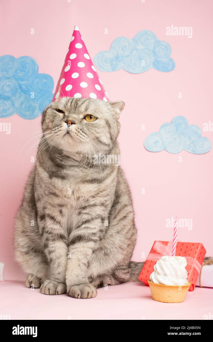 Cat celebrates birthday, on a pink background Stock Photo - Alamy