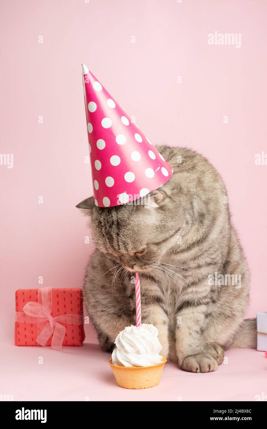 Cat eats cake in the cap. Concept birthday and holiday Stock Photo - Alamy