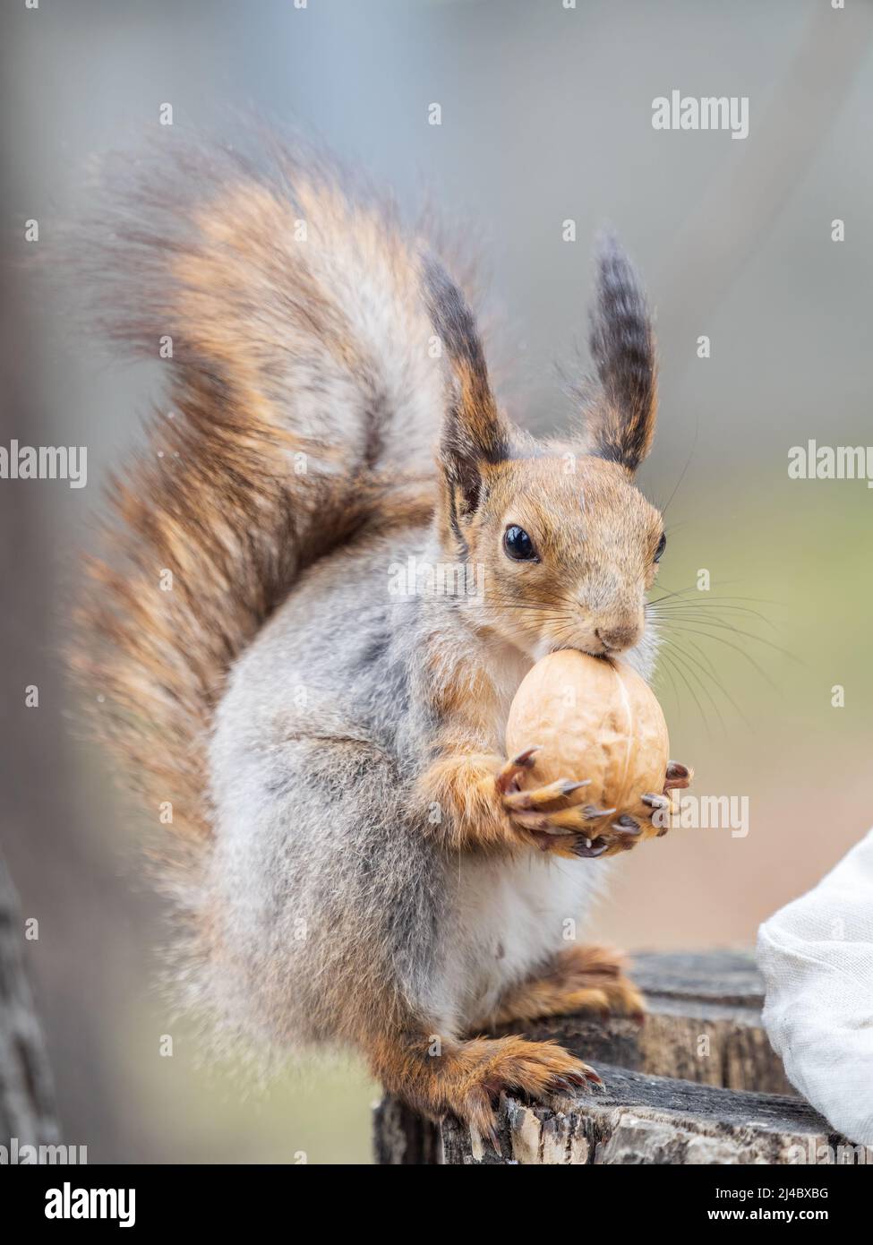 A squirrel with a nut sits on a stump in spring or summer. Eurasian red ...