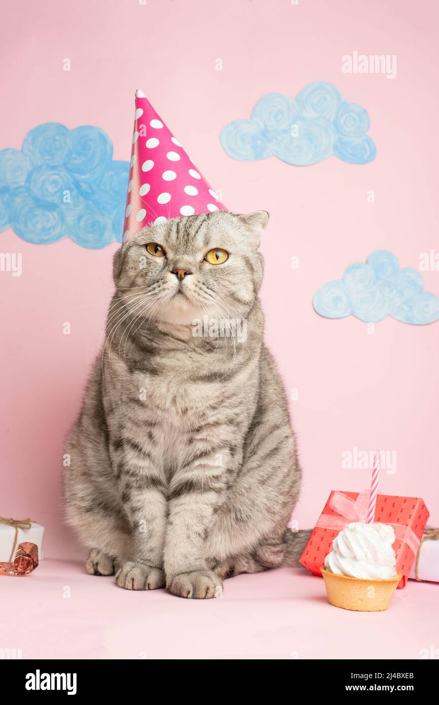 Congratulations on your birthday, a cat in a festive cap with cake.Pink ...