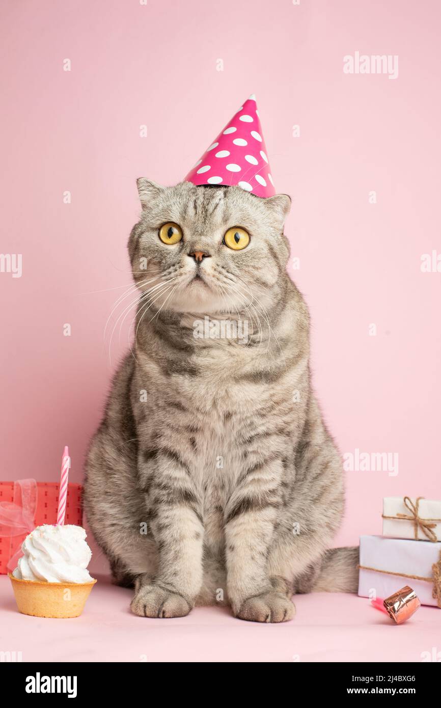 Cat celebrates birthday, on a pink background Stock Photo - Alamy
