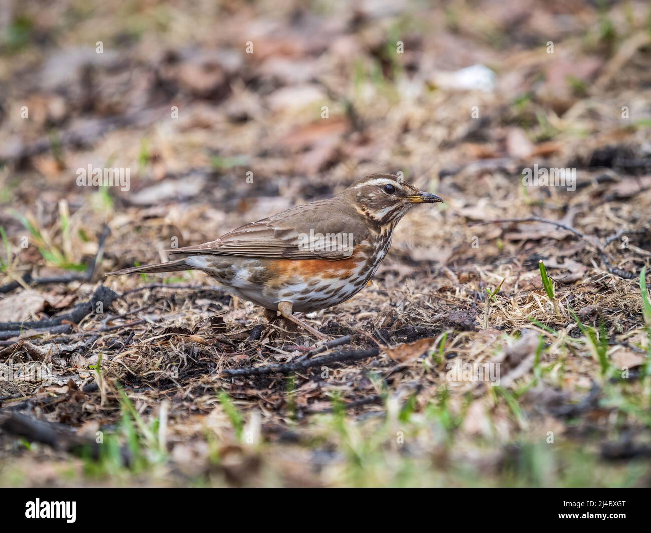 Wood bird Redwing, Turdus iliacus, on a sprng lawn. Small thrush ...