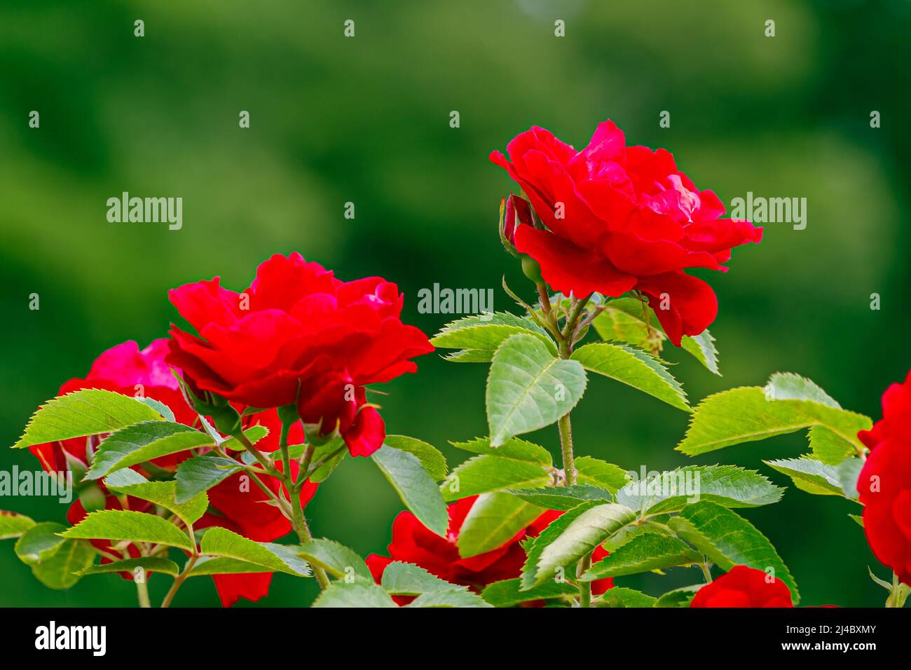 classic red roses in full bloom. flowers in the garden Stock Photo - Alamy