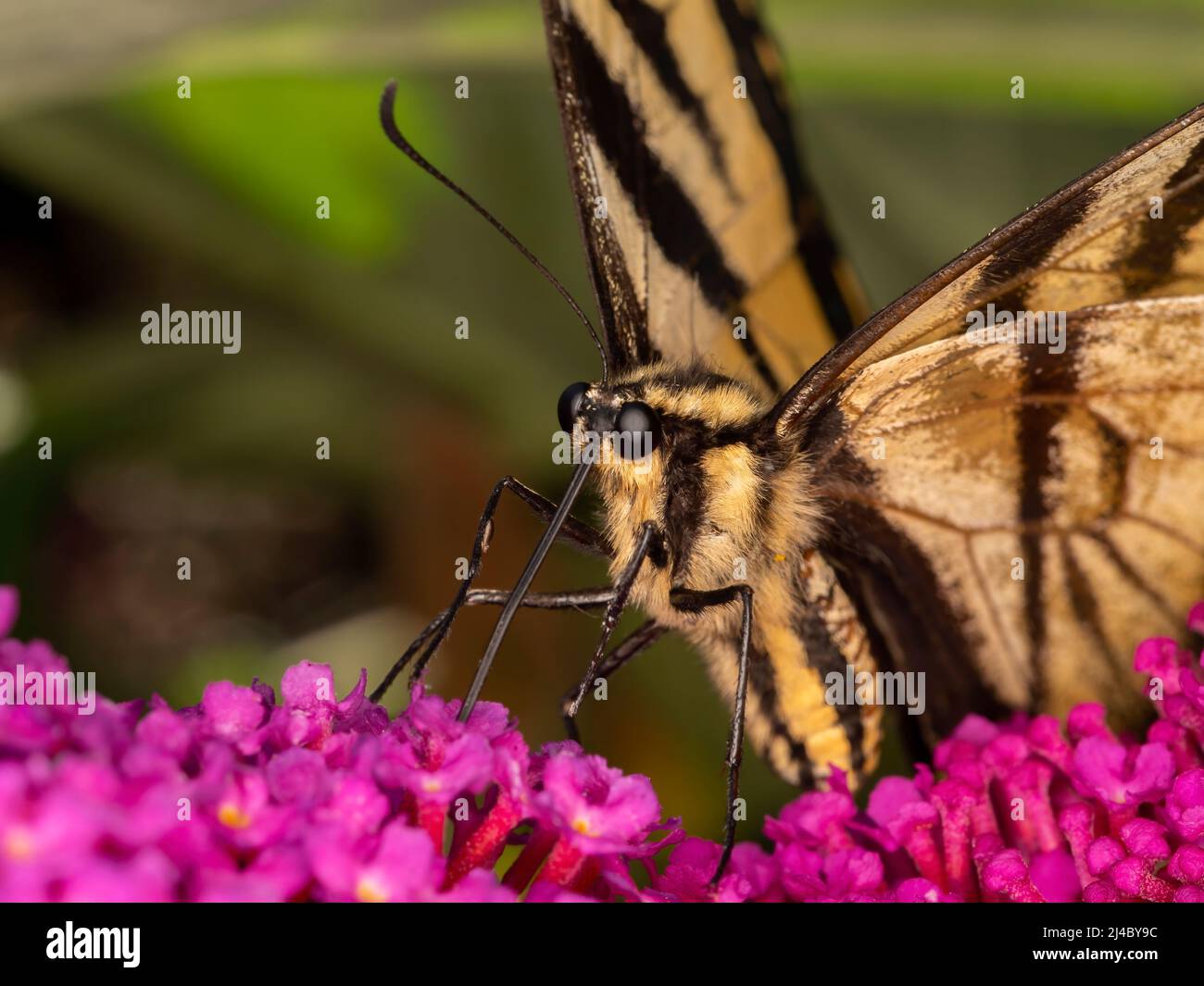 close-up of a western tiger swallowtail, butterfly, (Papilio rutulus ...