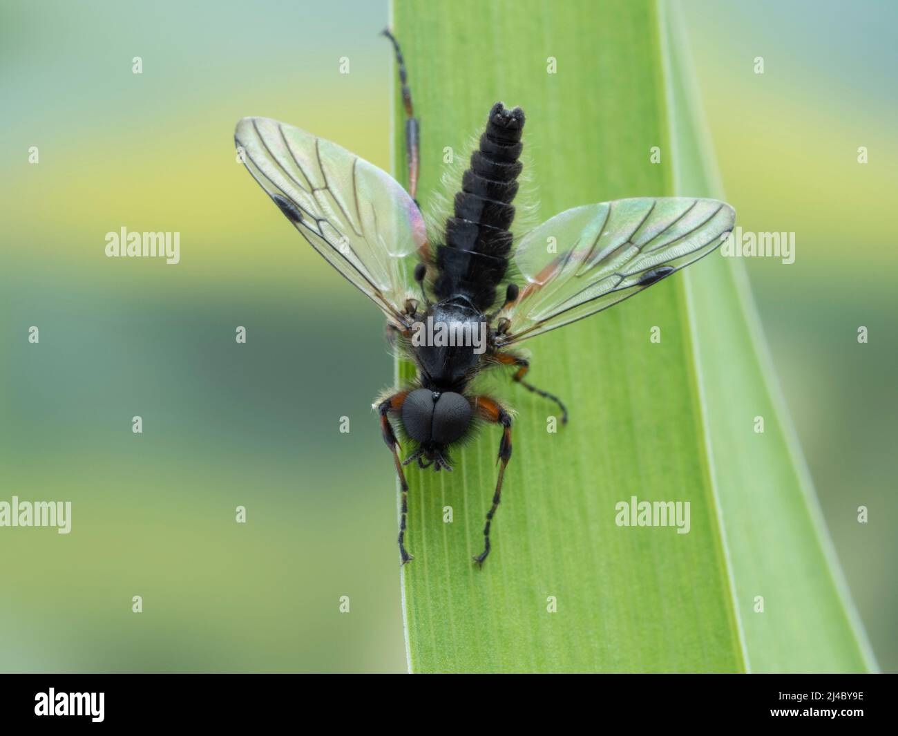 Colorful male March fly or St. Mark's fly (Bibio vestitus) with wings ...