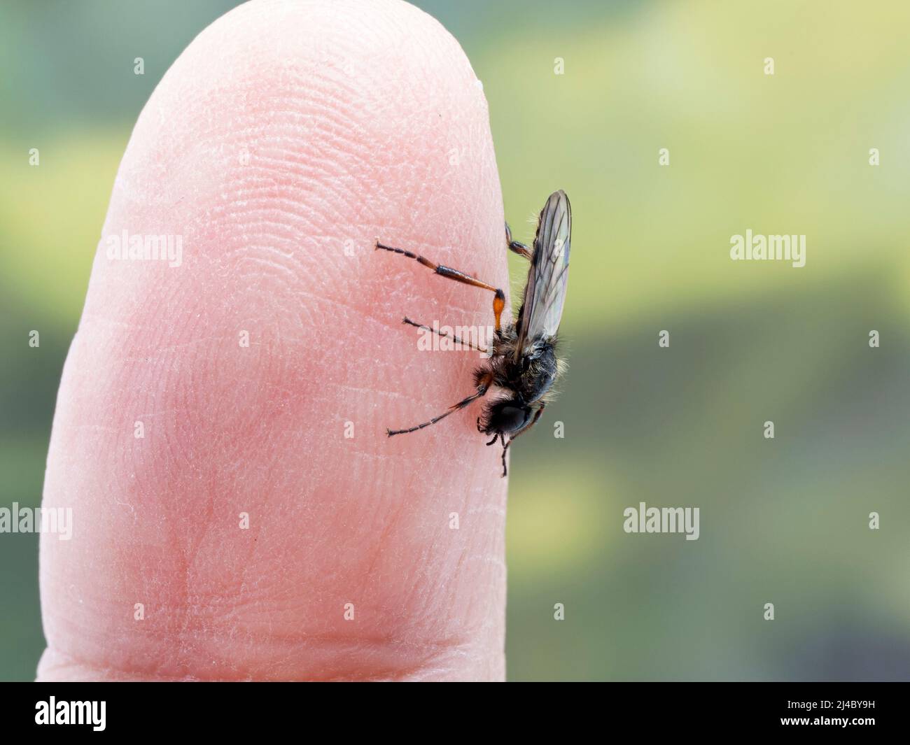 Tiny male March fly (Bibio vestitus) resting on a person's finger Stock ...