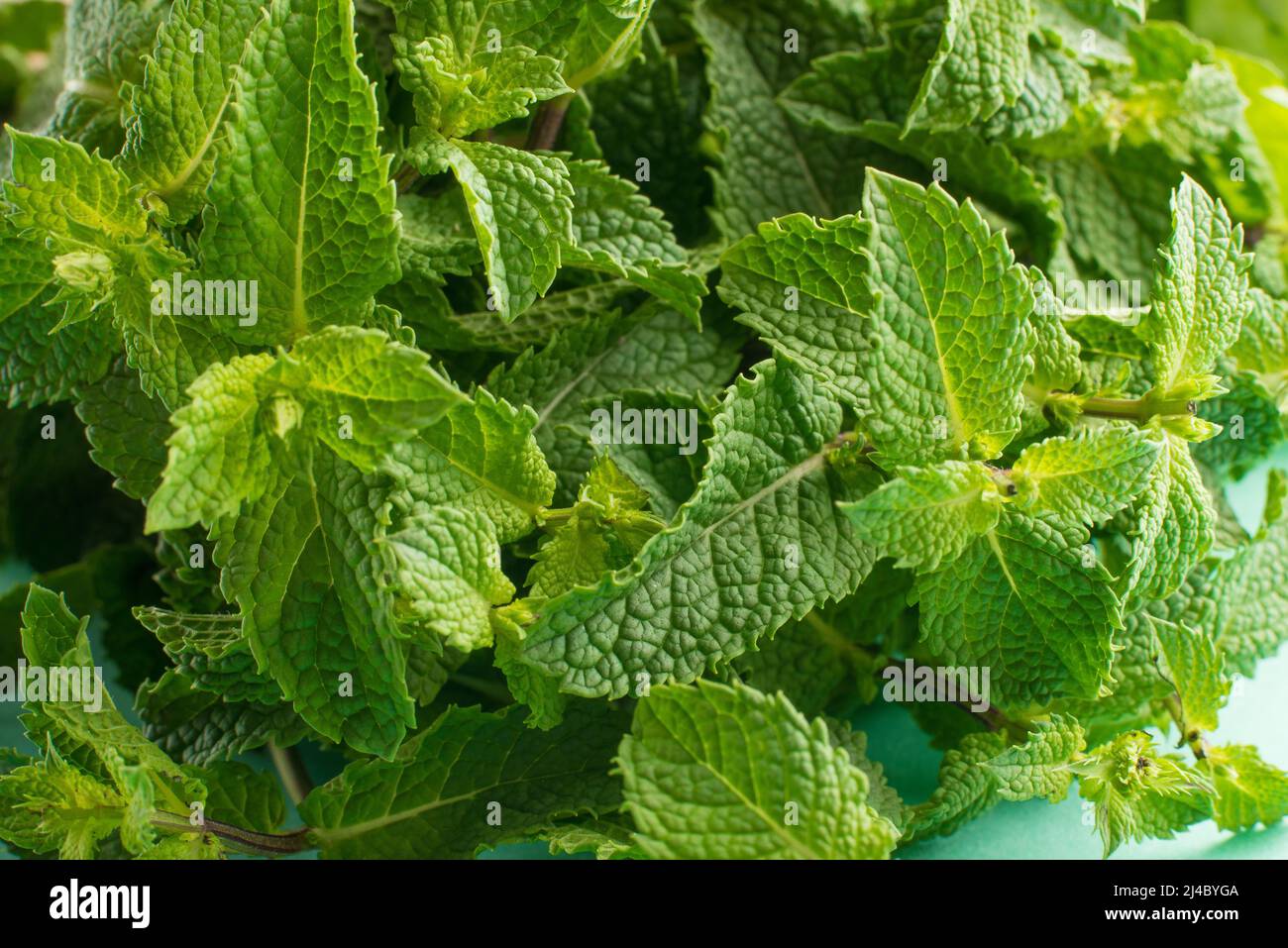 Peppermint closeup, macro Stock Photo - Alamy