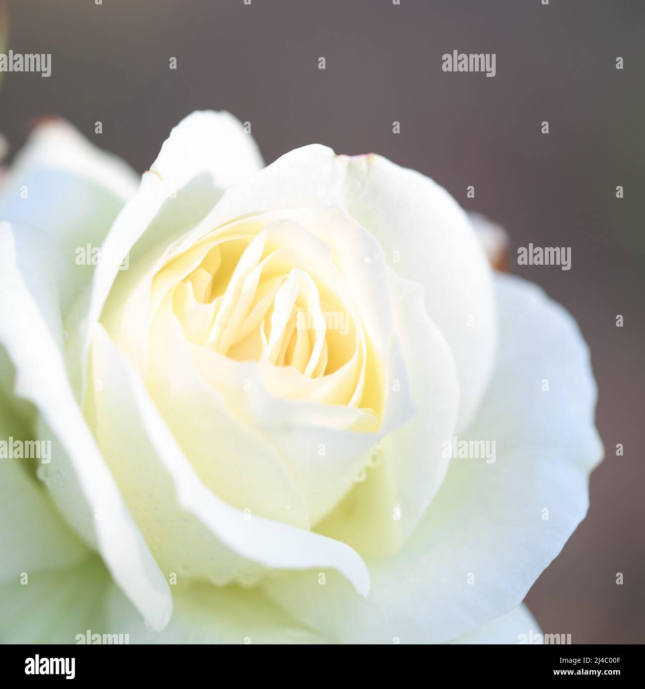 Rose flower macro. white rose flower closeup. High quality natural ...