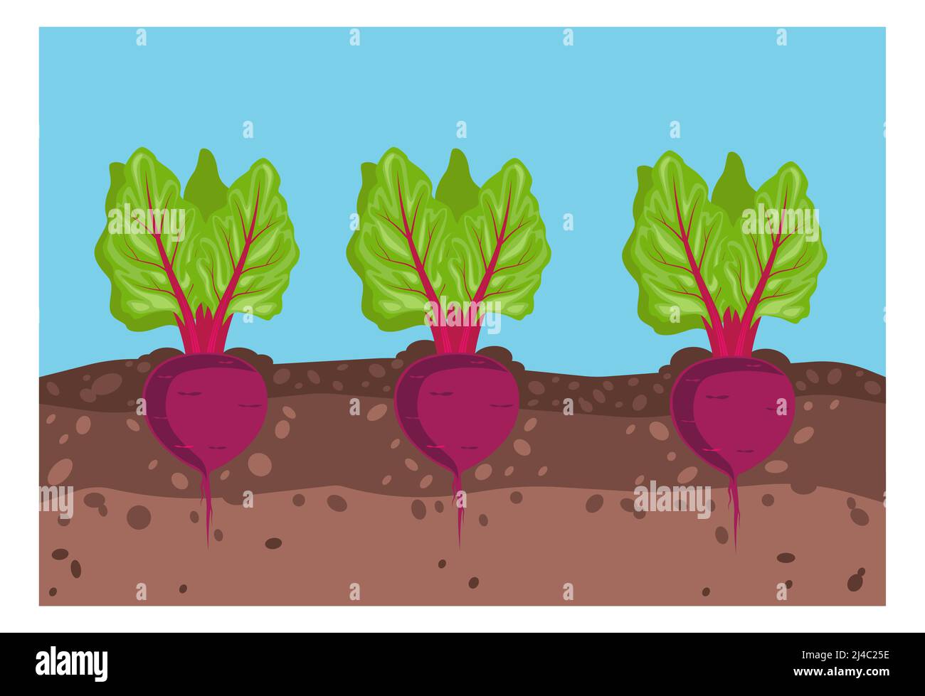 Growing Underground Image Of Beet Root Vegetables Are Edible Plant