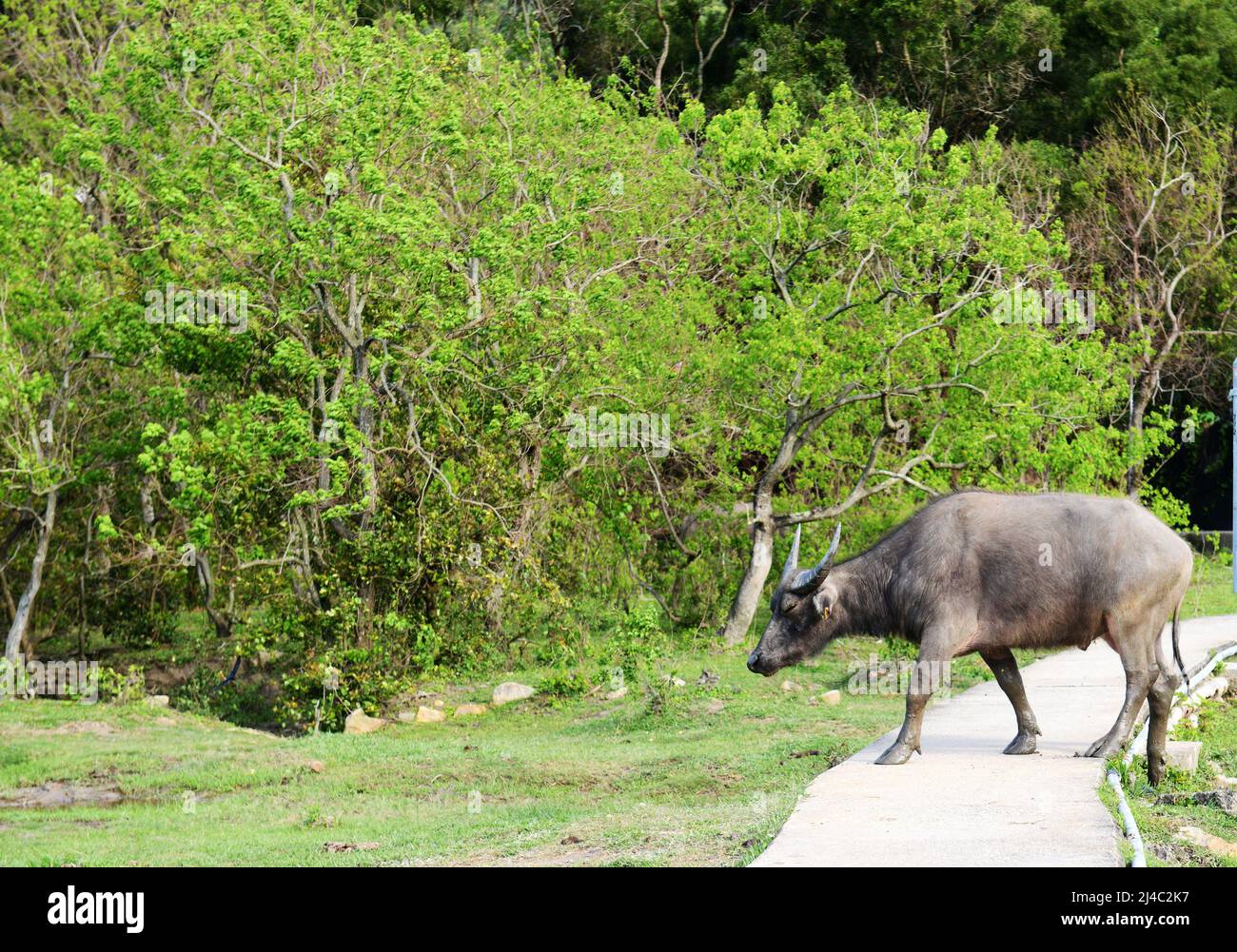 Asian water buffalos hi-res stock photography and images - Alamy
