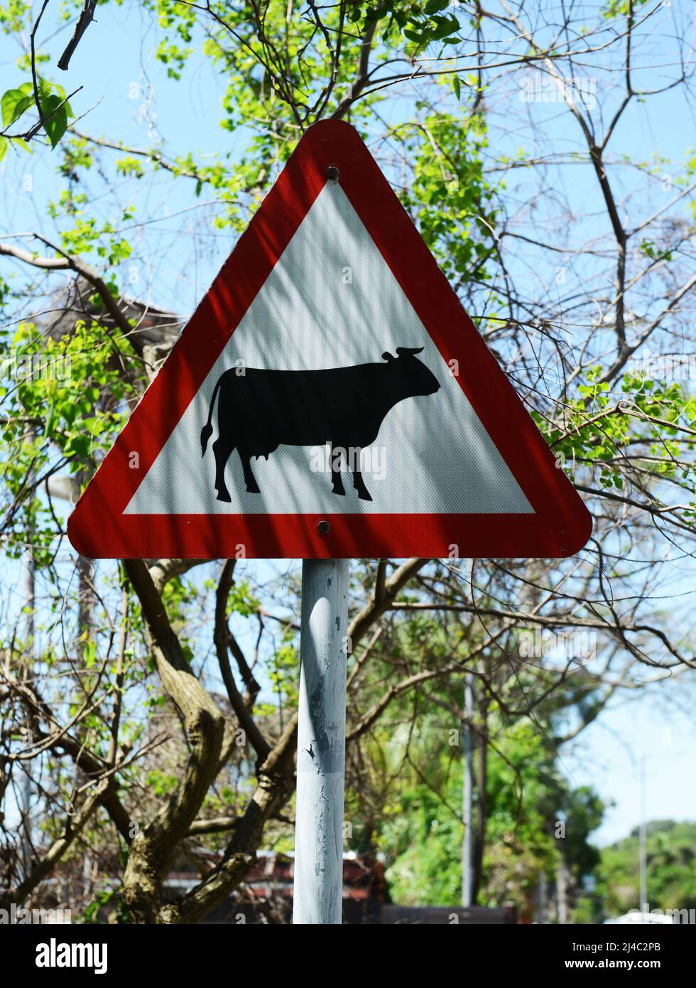 Cows crossing sign in Pui O, Lantau Island, Hong Kong Stock Photo - Alamy