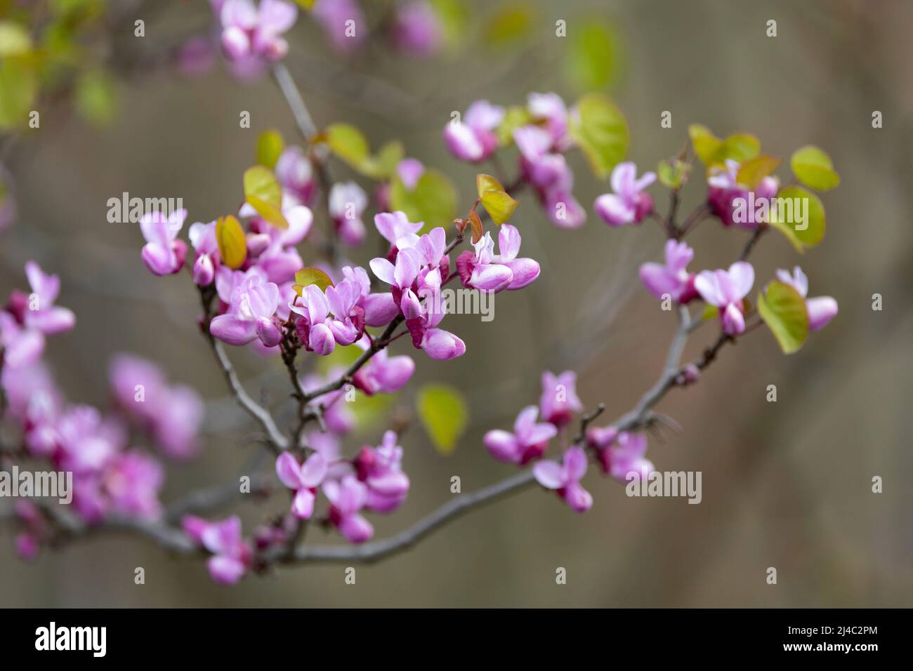 Western Red Bud Stock Photo - Alamy