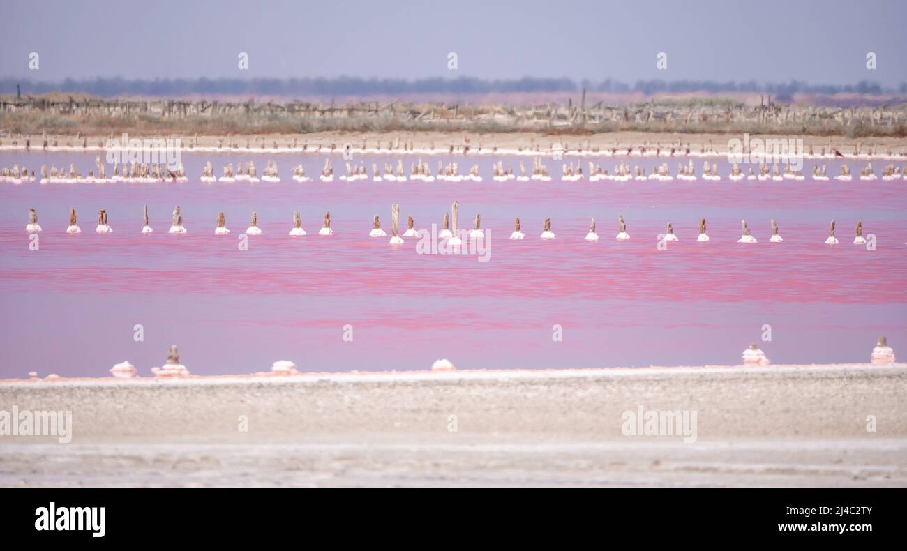 Pink salt cristales. Natural pink salt lake texture. Salt mining ...