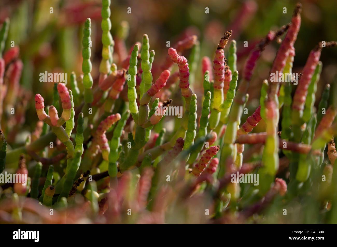 Pickleweed california hi-res stock photography and images - Alamy