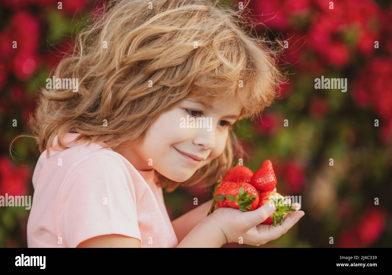 Kid eats fresh strawberries. Lovely child eating strawberry Stock Photo ...