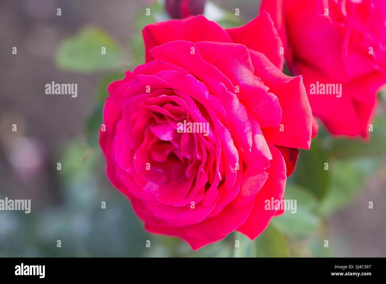 Rose flower macro. red rose flower closeup. High quality natural ...