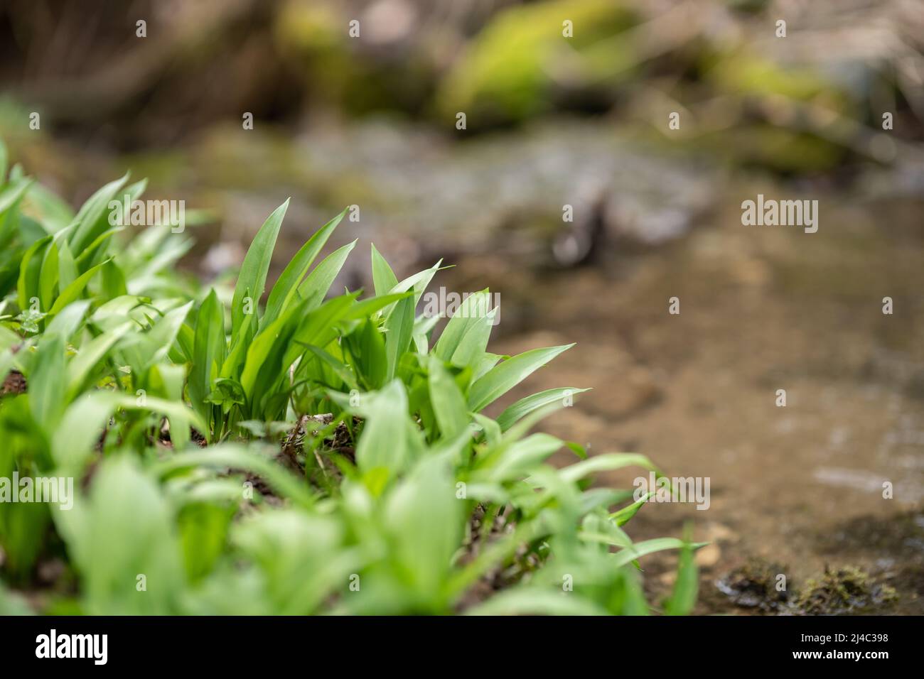 Rottweil, Germany. 13th Apr, 2022. Wild garlic grows in a patch of ...