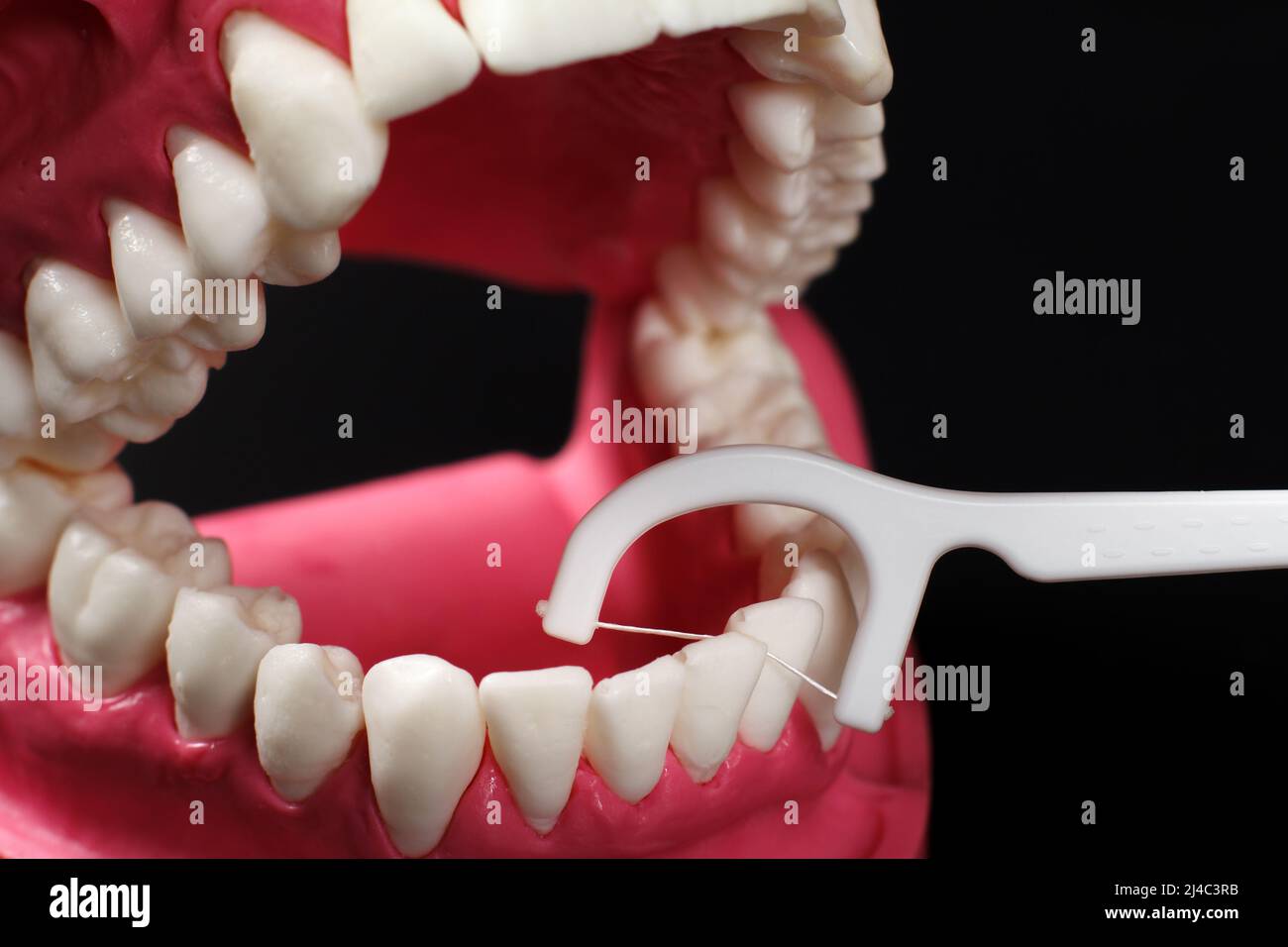 Close-up view of a human jaw layout and a floss toothpick on the black ...