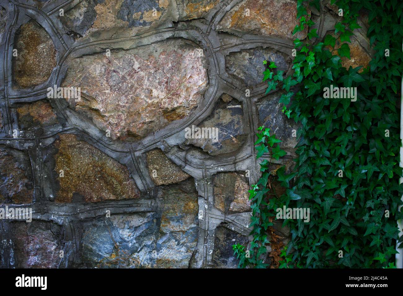 The texture of the stone. Fence made of stones with green leaves and ...