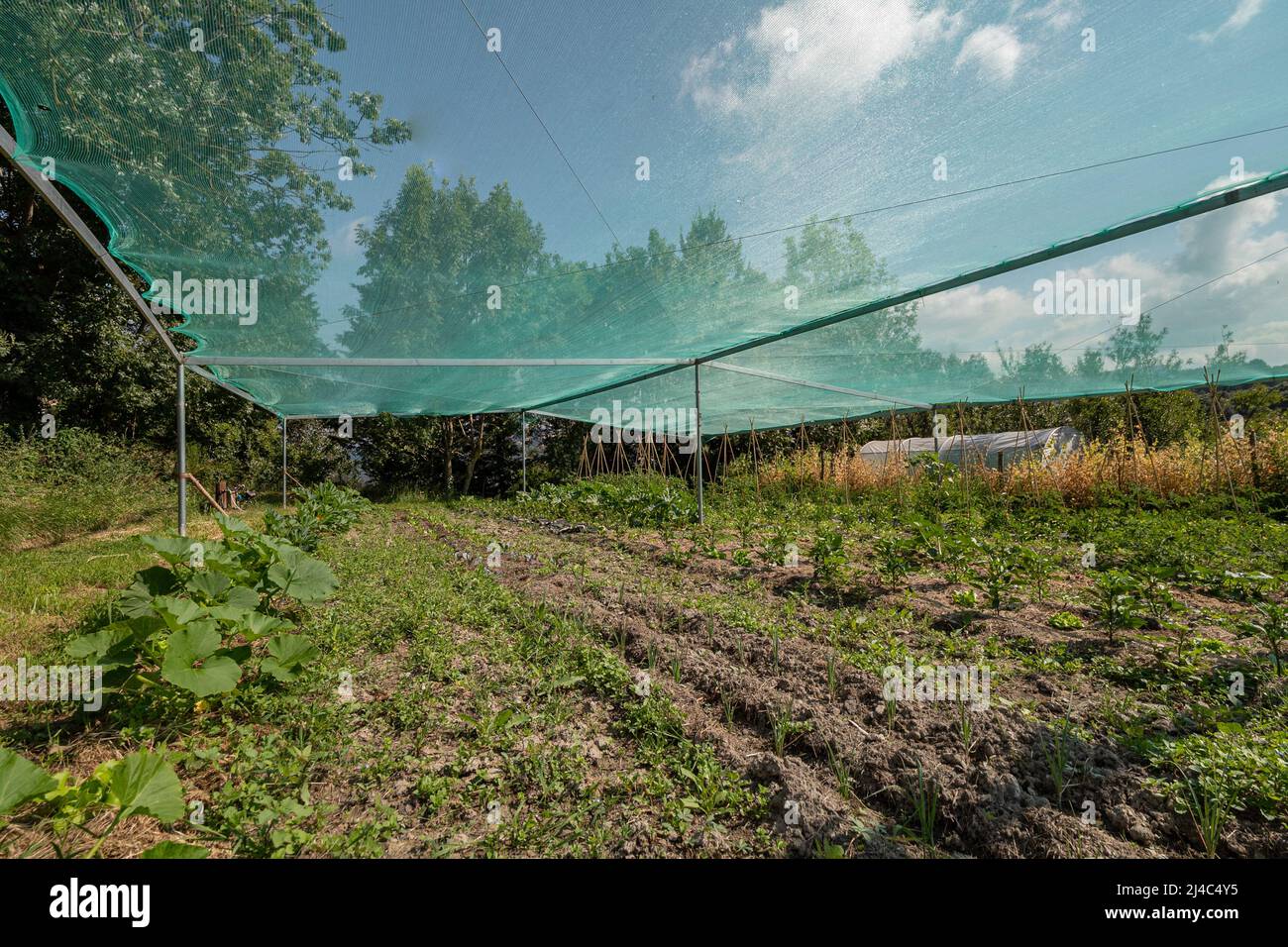 Vegetable home garden with seedlings and young greens. Garden ridges ...