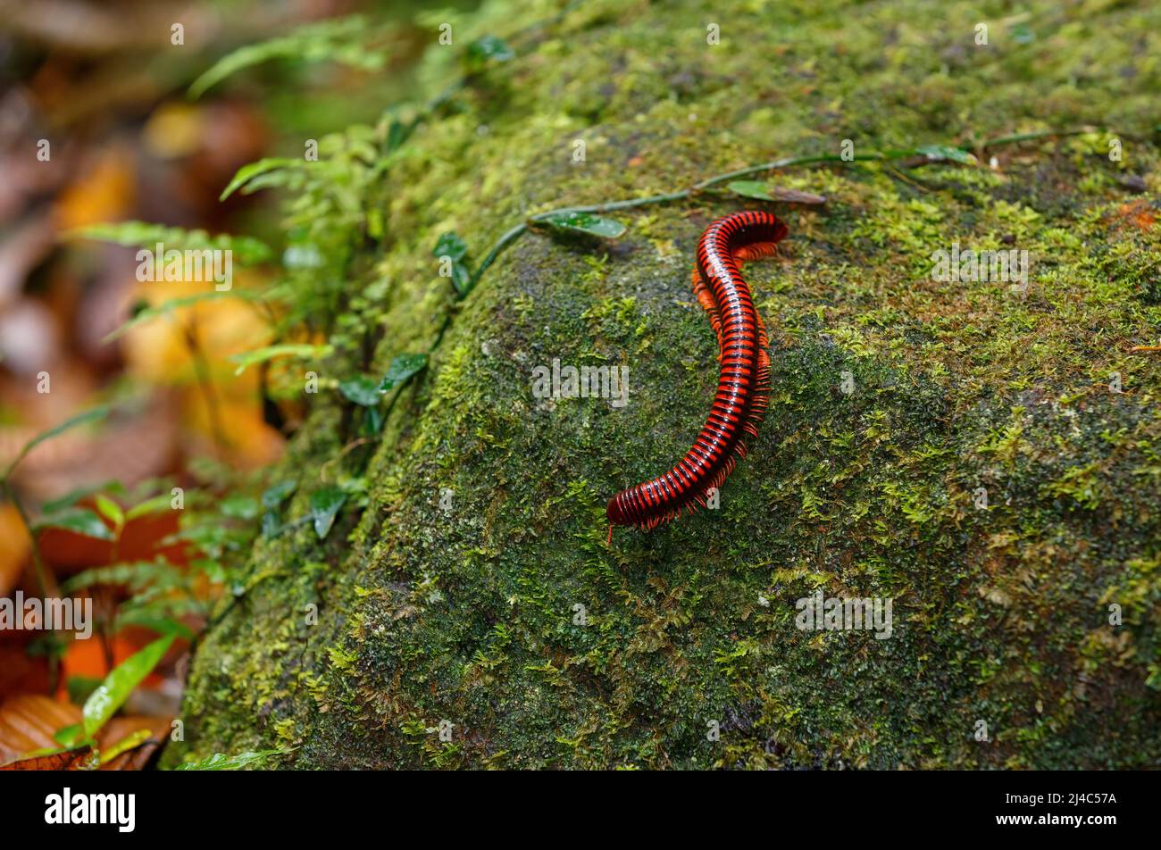 Madagascan Fire Millipede, pres. Aphistogoniulus Corallipes in Masoala ...